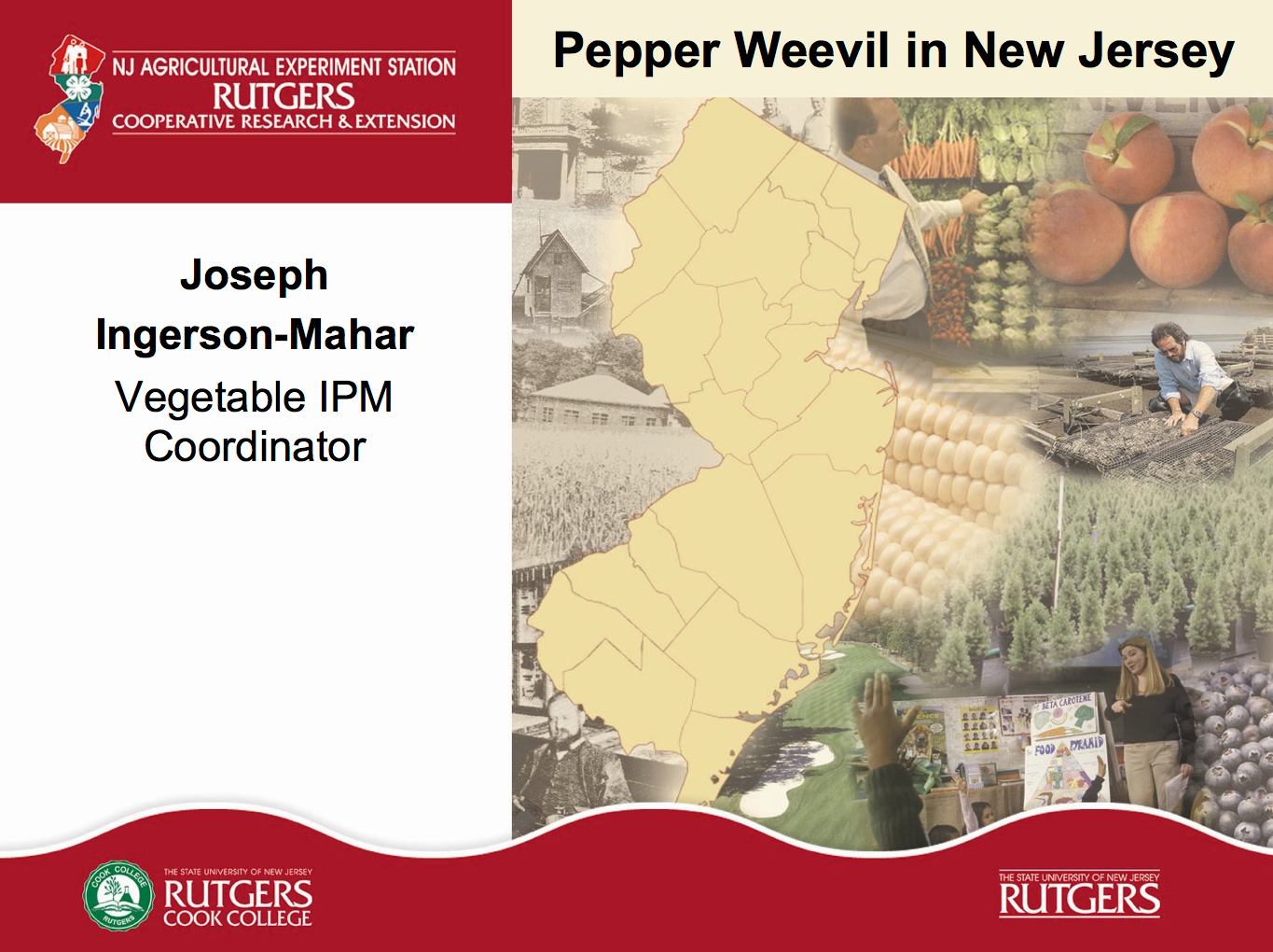 Pepper Weevil Damage Monitoring and Control in New Jersey — Plant ...