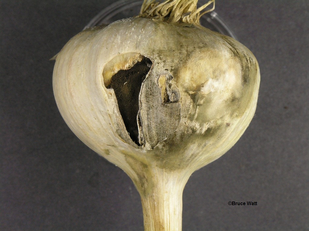 Skin blotch in garlic — Plant & Pest Advisory