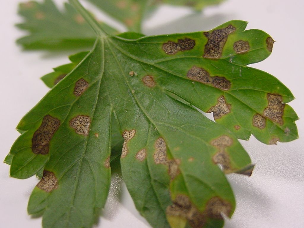 Vegetable Disease of the Week – 5/3/13 — Plant & Pest Advisory