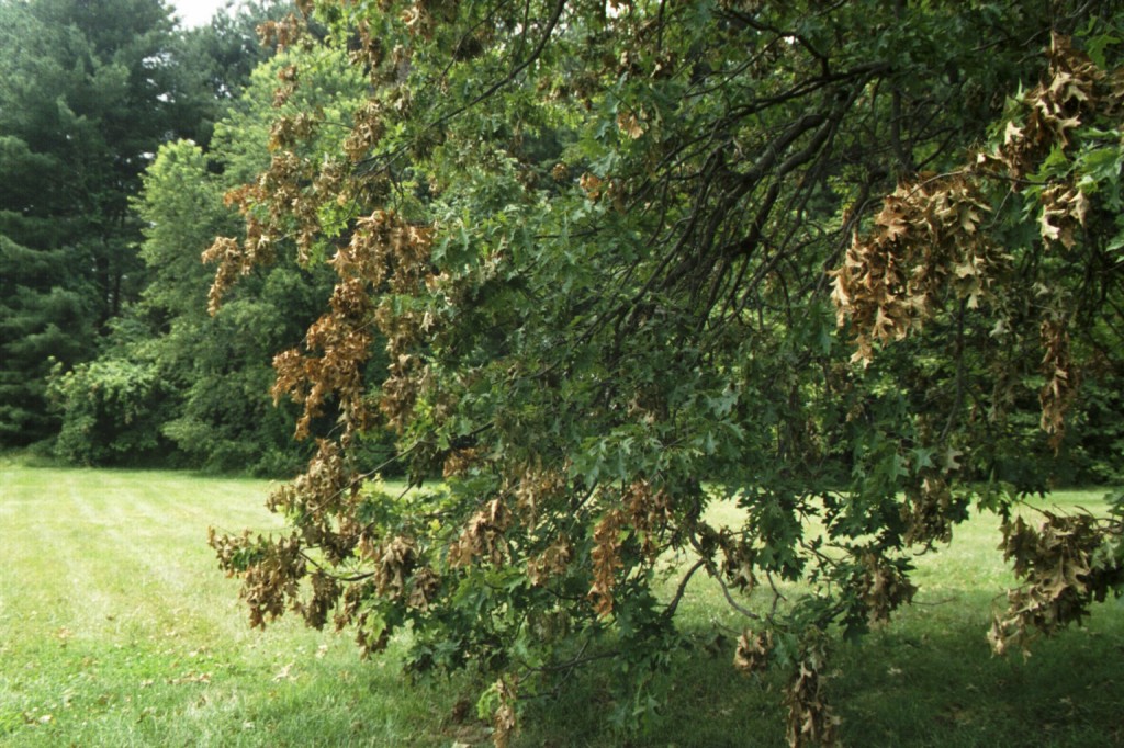 Cicada flagging — Plant & Pest Advisory