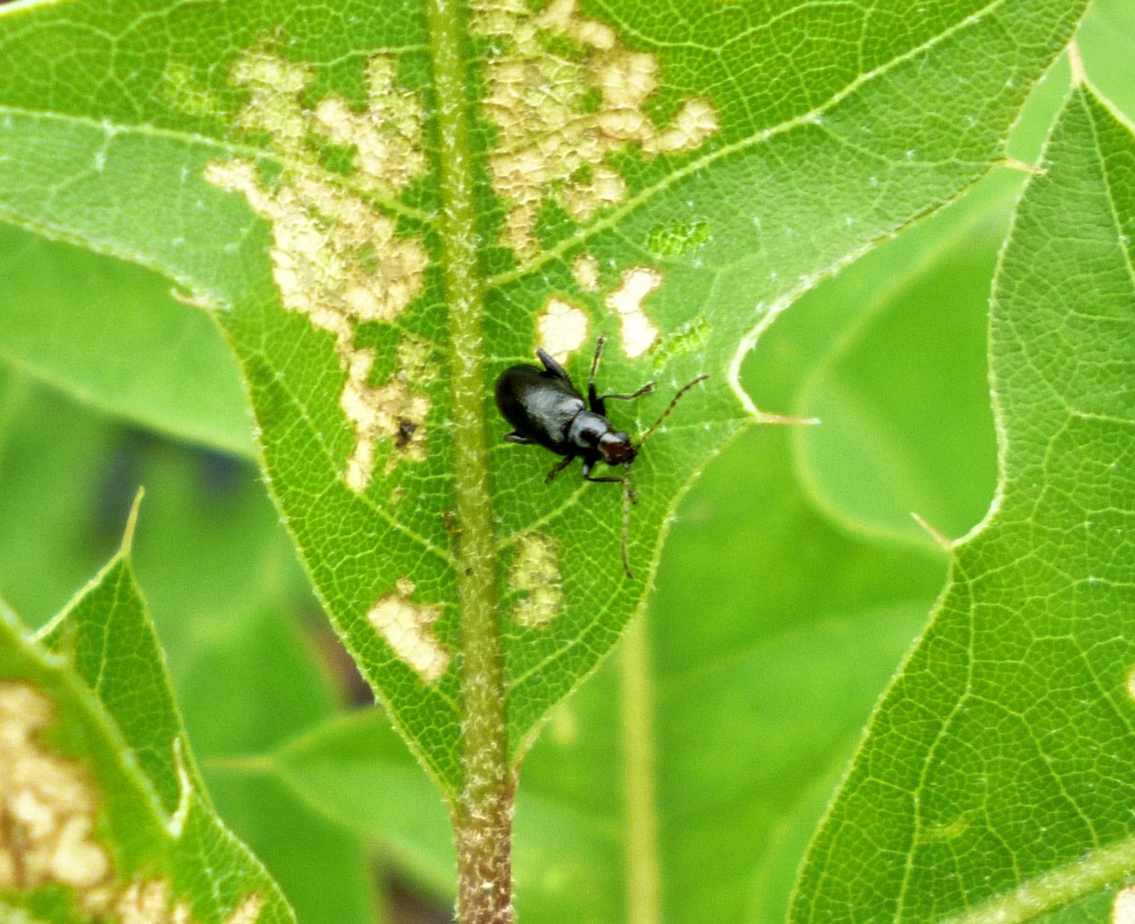 Redheaded Flea Beetle Emerges in NJ Nursery — Plant & Pest Advisory