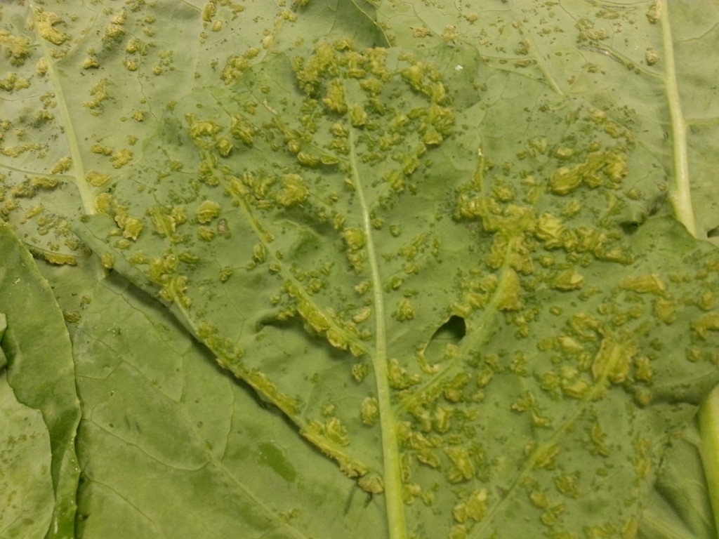 Edema development in brassica crops — Plant & Pest Advisory