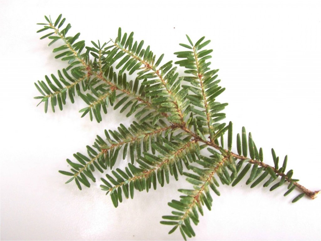 Cool Season Mites Fade, As Warm Season Mites Surge — Plant & Pest Advisory