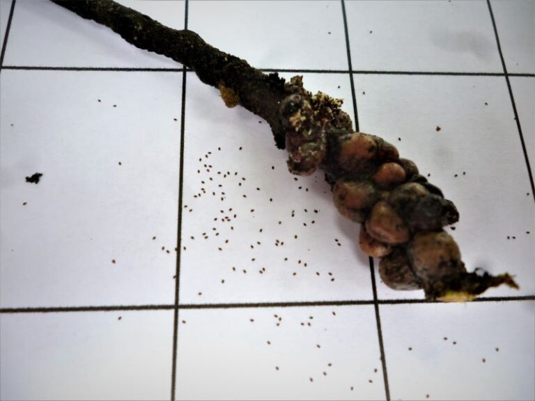 Magnolia and Tuliptree Scales: Two Exceptions to the Rule — Plant ...