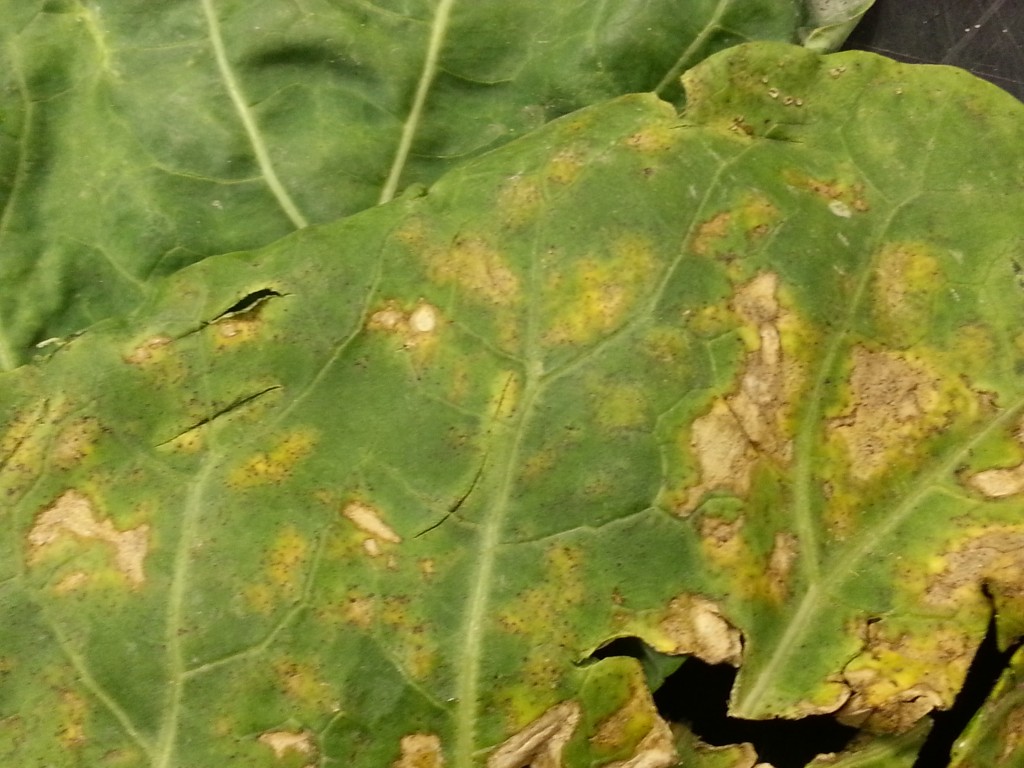 ALERT – Alternaria leaf spot active on fall cole crops. — Plant & Pest ...