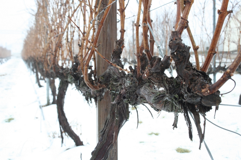 Assessing Grapevine Winter Cold Injury Workshop — Plant & Pest Advisory