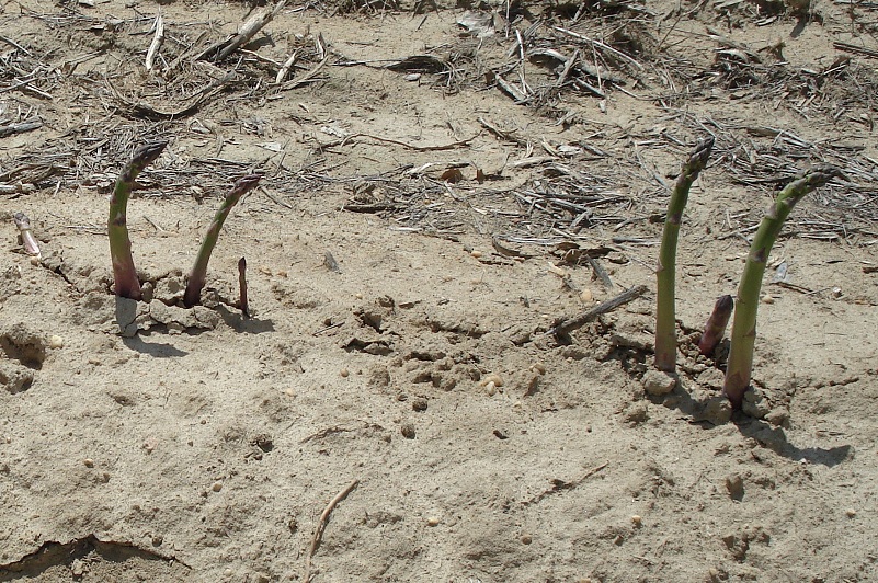Spear Damage in Asparagus — Plant & Pest Advisory