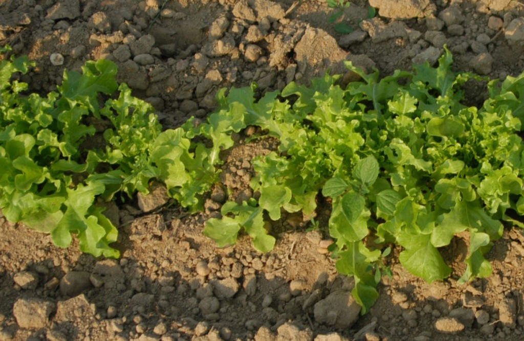 Lettuce Weed Control — Plant & Pest Advisory
