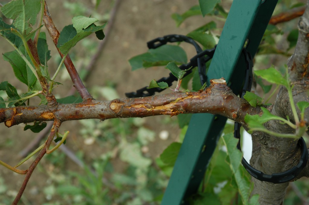 Major Hail Storm Hits RAREC Research Farm — Plant & Pest Advisory