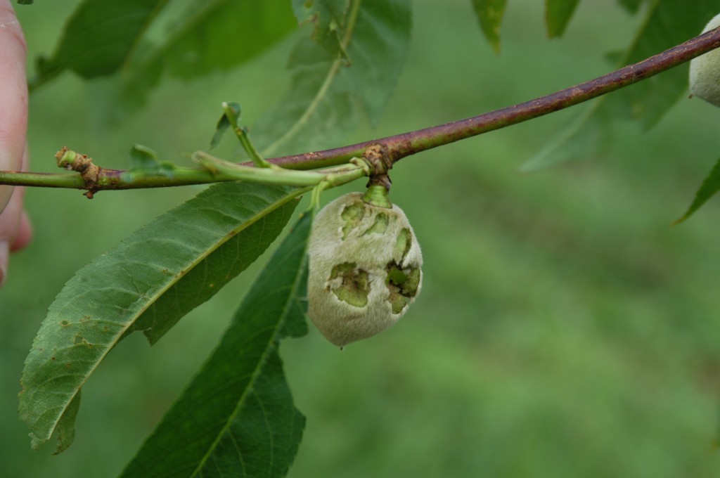 Major Hail Storm Hits RAREC Research Farm — Plant & Pest Advisory