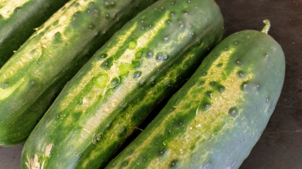 Recognizing cold injury in spring crops — Plant & Pest Advisory