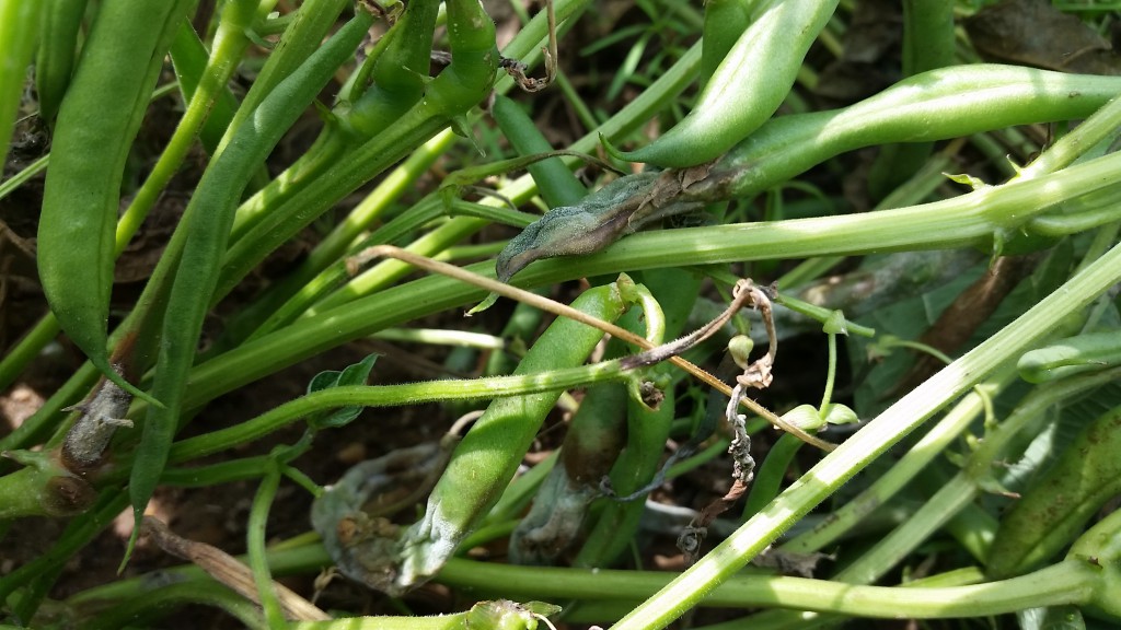 Snap bean Phyto1 — Plant & Pest Advisory