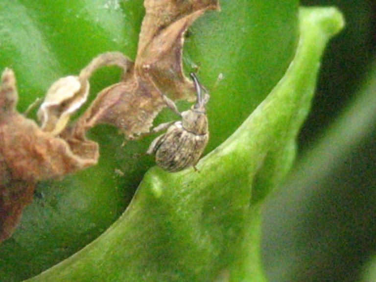 Pepper Weevil Concerns from Florida — Plant & Pest Advisory