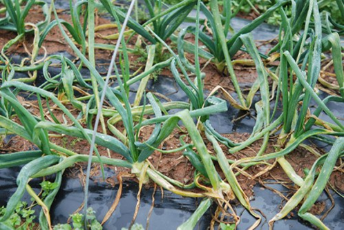 Allium Leafminer, a New Invasive Pest — Plant & Pest Advisory
