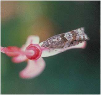 Insect Pests to Look For in Cranberry Bogs: Early Season — Plant & Pest ...