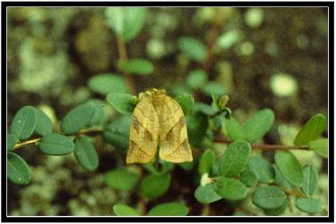 Insect Pests to Look For in Cranberry Bogs: Early Season — Plant & Pest ...