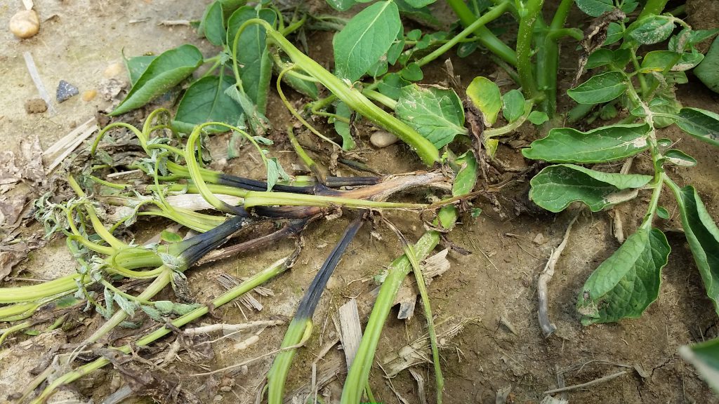 Dickeya dianthicola affecting potato in New Jersey — Plant & Pest Advisory