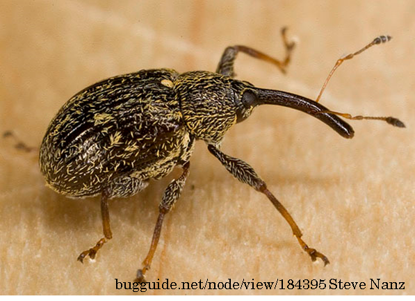 Planning for Pepper Weevil — Plant & Pest Advisory