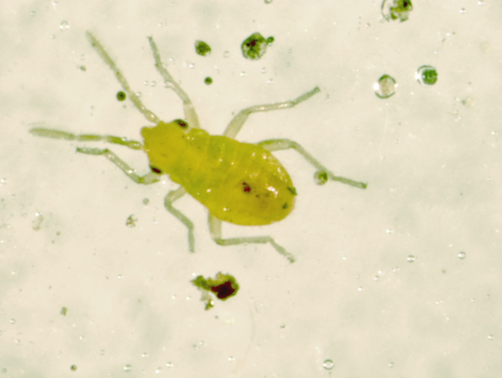 Another Insect to Watch Out For in Your Cranberry Bogs — Plant & Pest ...