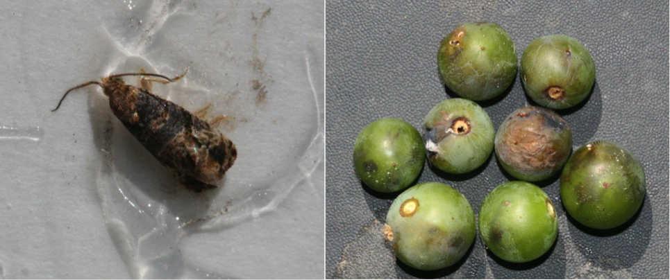 Fruit IPM for 6/21/17 — Plant & Pest Advisory