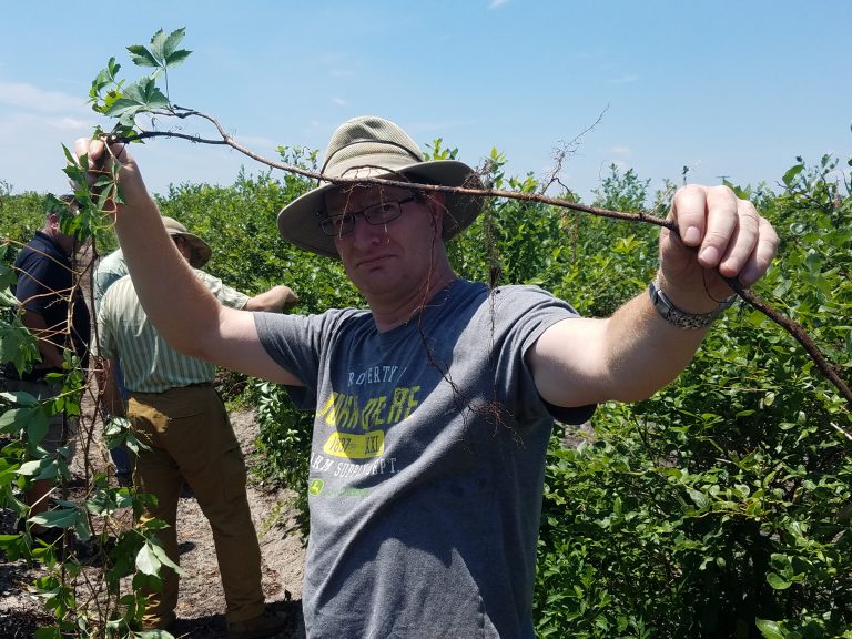 Getting the Upper Hand on Virginia creeper — Plant & Pest Advisory