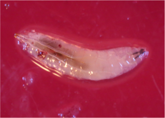 Fruit IPM for 7/13/17 — Plant & Pest Advisory