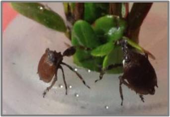 The Cranberry Toad Bug – An Update — Plant & Pest Advisory