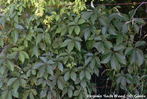 Getting the Upper Hand on Virginia creeper — Plant & Pest Advisory