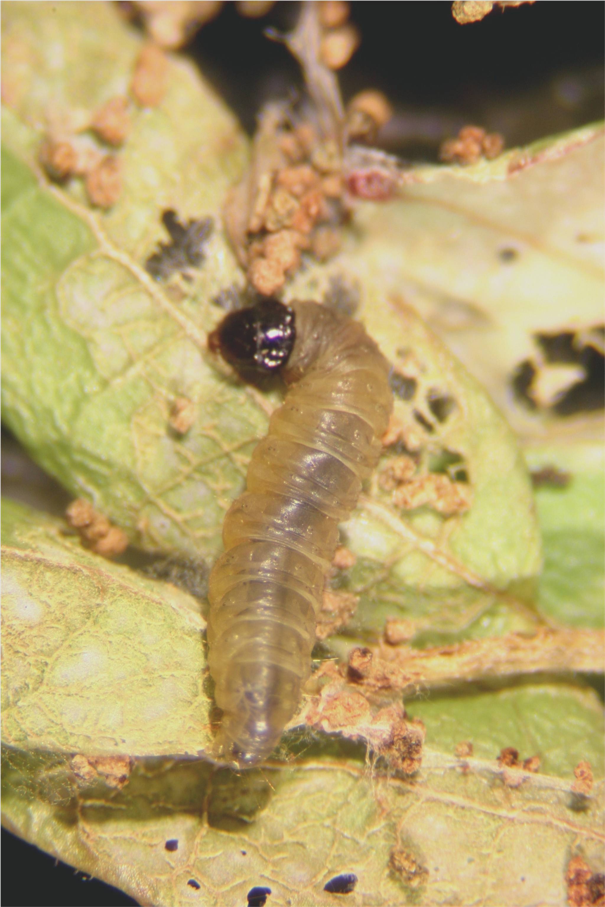 Cranberry Early Season Insect Pests — Plant & Pest Advisory