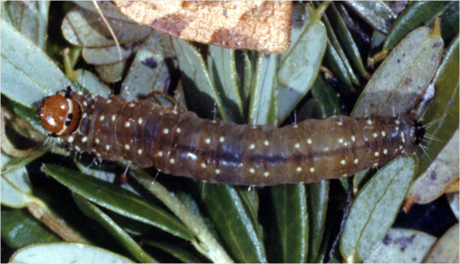 Cranberry Early Season Insect Pests — Plant & Pest Advisory