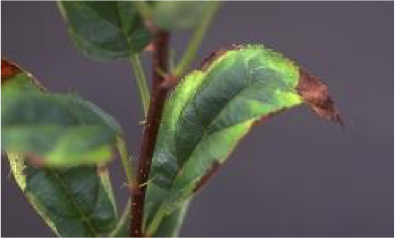 Fruit IPM for 6/26/18 — Plant & Pest Advisory