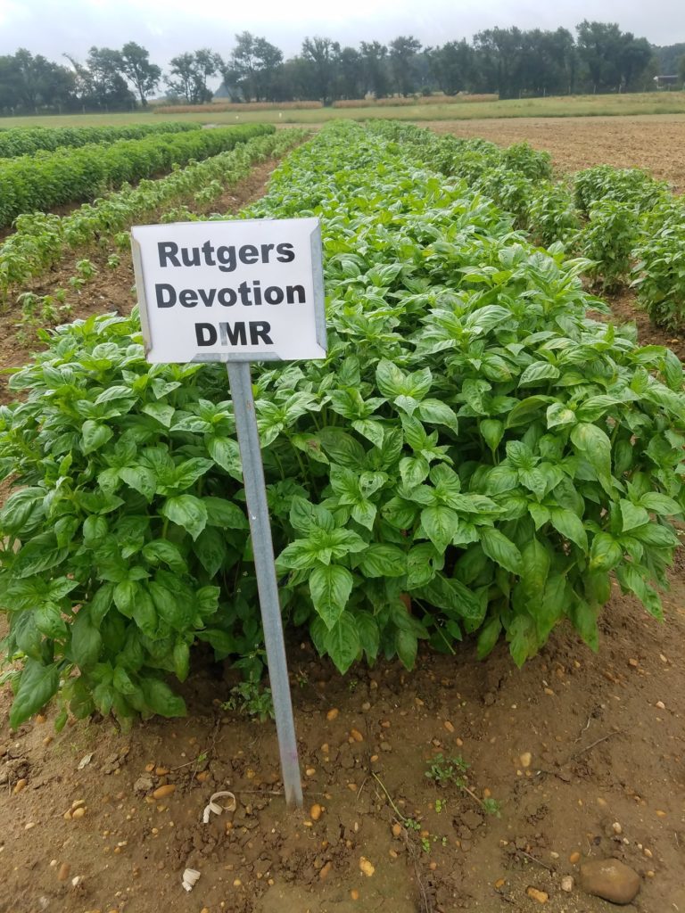 An Introduction To Rutgers Downy Mildew Resistant Sweet Basils — Plant ...