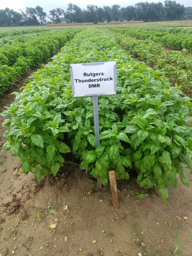 An Introduction To Rutgers Downy Mildew Resistant Sweet Basils — Plant ...
