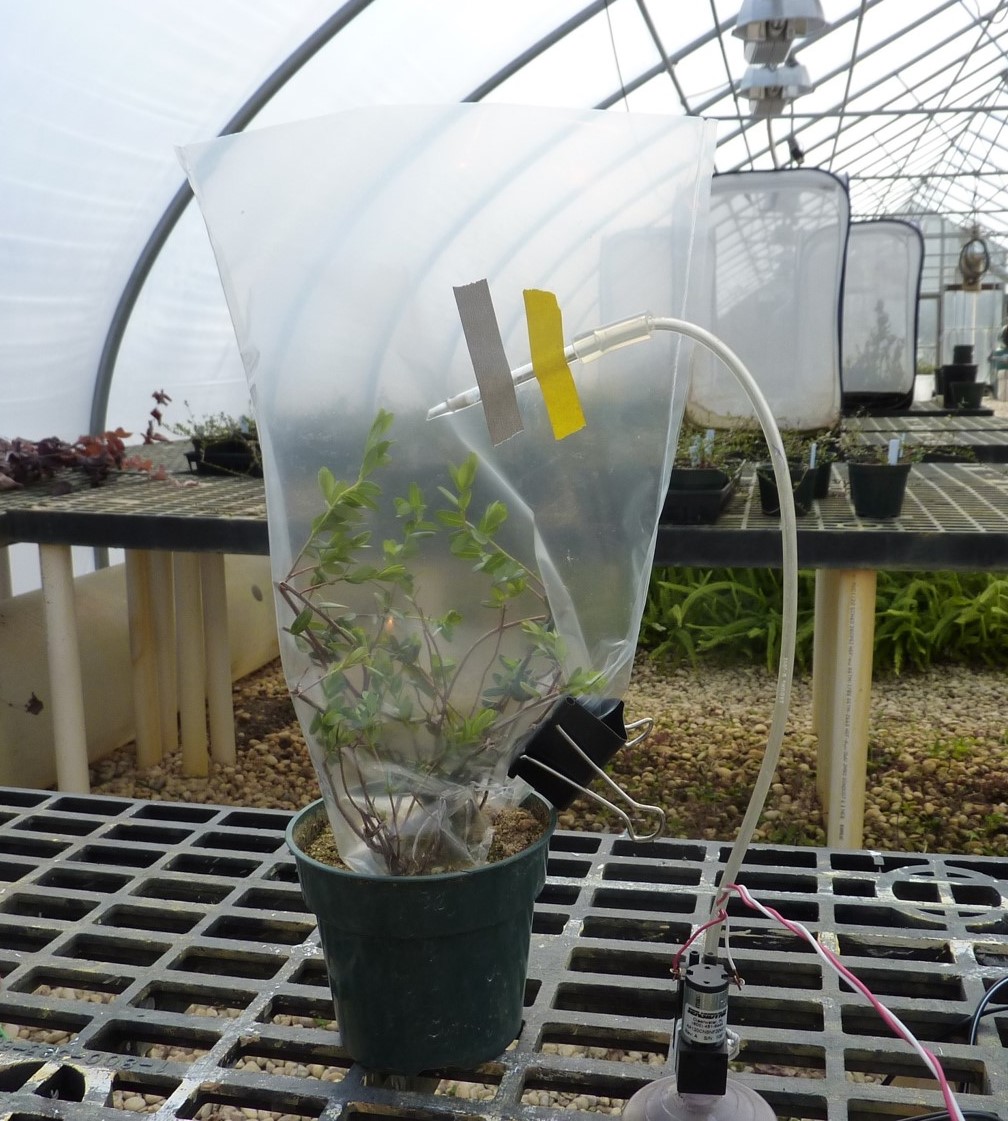 Beating the Bugs in the Bogs: Attracting Beneficial Insects — Plant ...