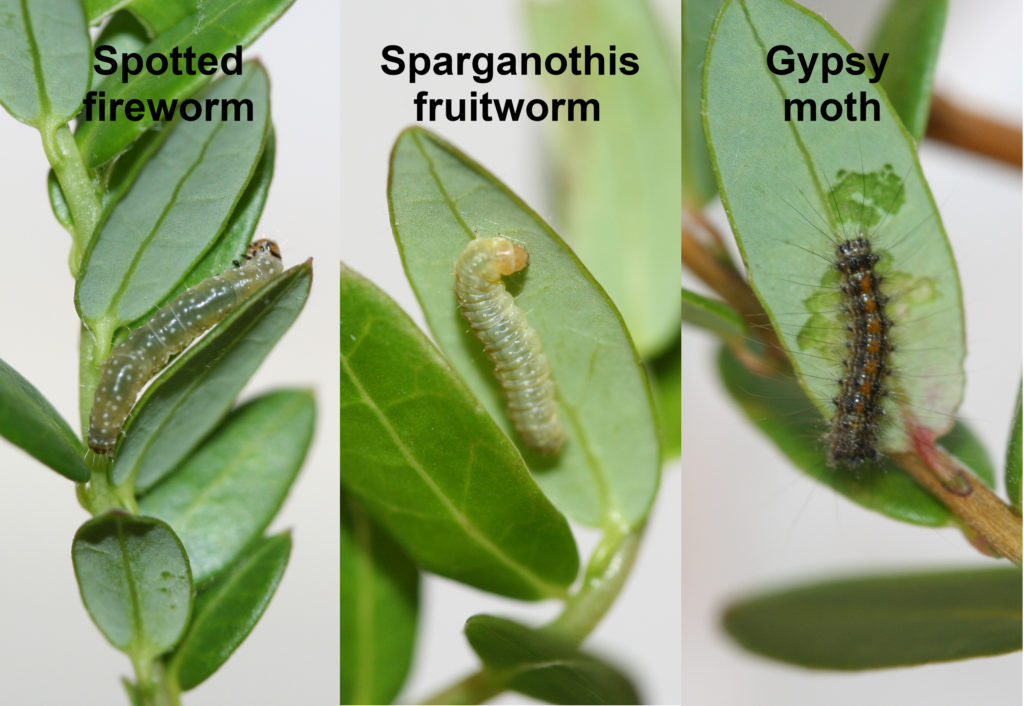 Beating the Bugs in the Bogs: Fertilizer Affects Cranberry Resistance ...
