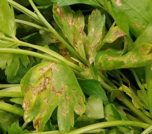 Controlling Septoria Leaf Spot and Bacterial Leaf Blight in Parsley ...