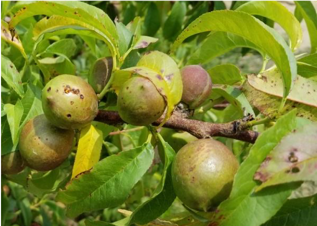 Fruit IPM for 6/14/19 — Plant & Pest Advisory