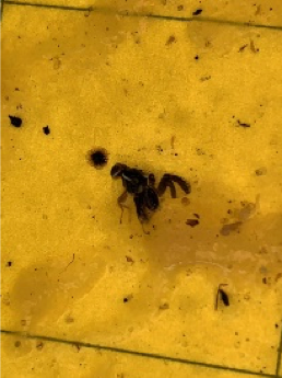 Fruit IPM for 06/19/19 — Plant & Pest Advisory