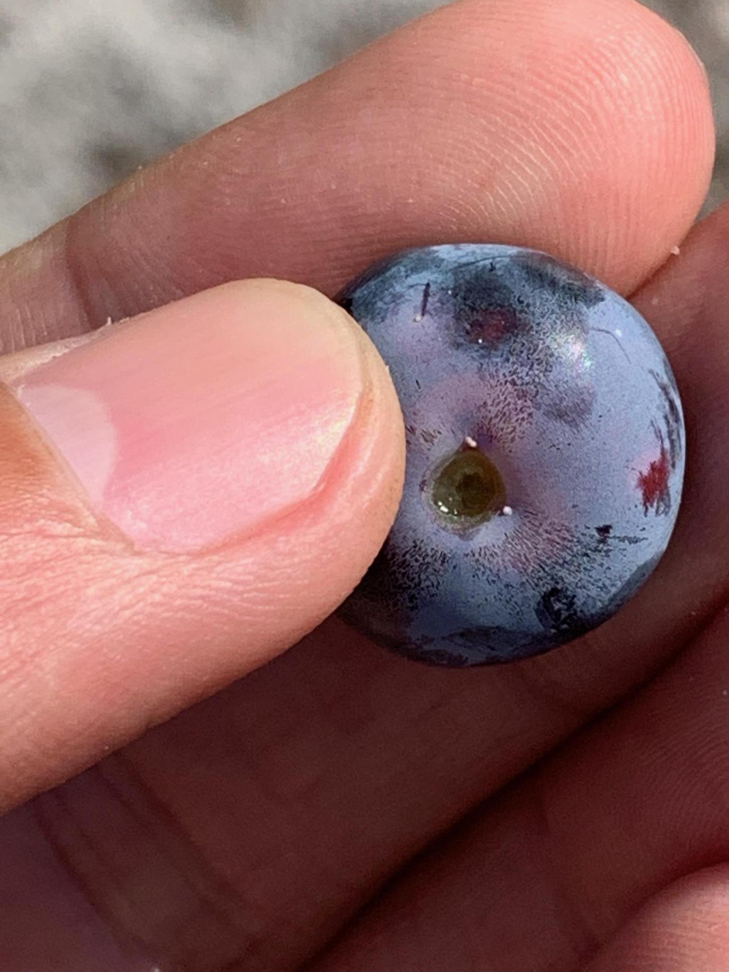 Fruit IPM For 6/4/19 — Plant & Pest Advisory