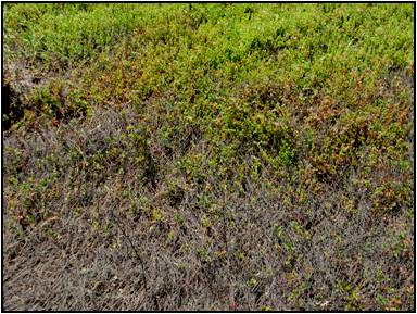 Managing Root-feeding Pests of Cranberries — Plant & Pest Advisory