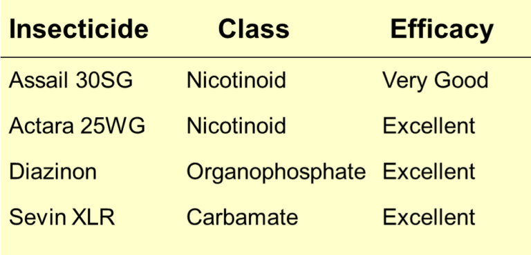 Managing Cranberry Toad Bug — Plant & Pest Advisory