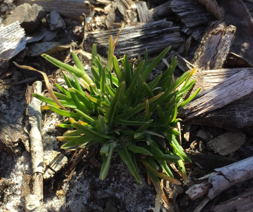 Annual Bluegrass Control in Blueberry — Plant & Pest Advisory