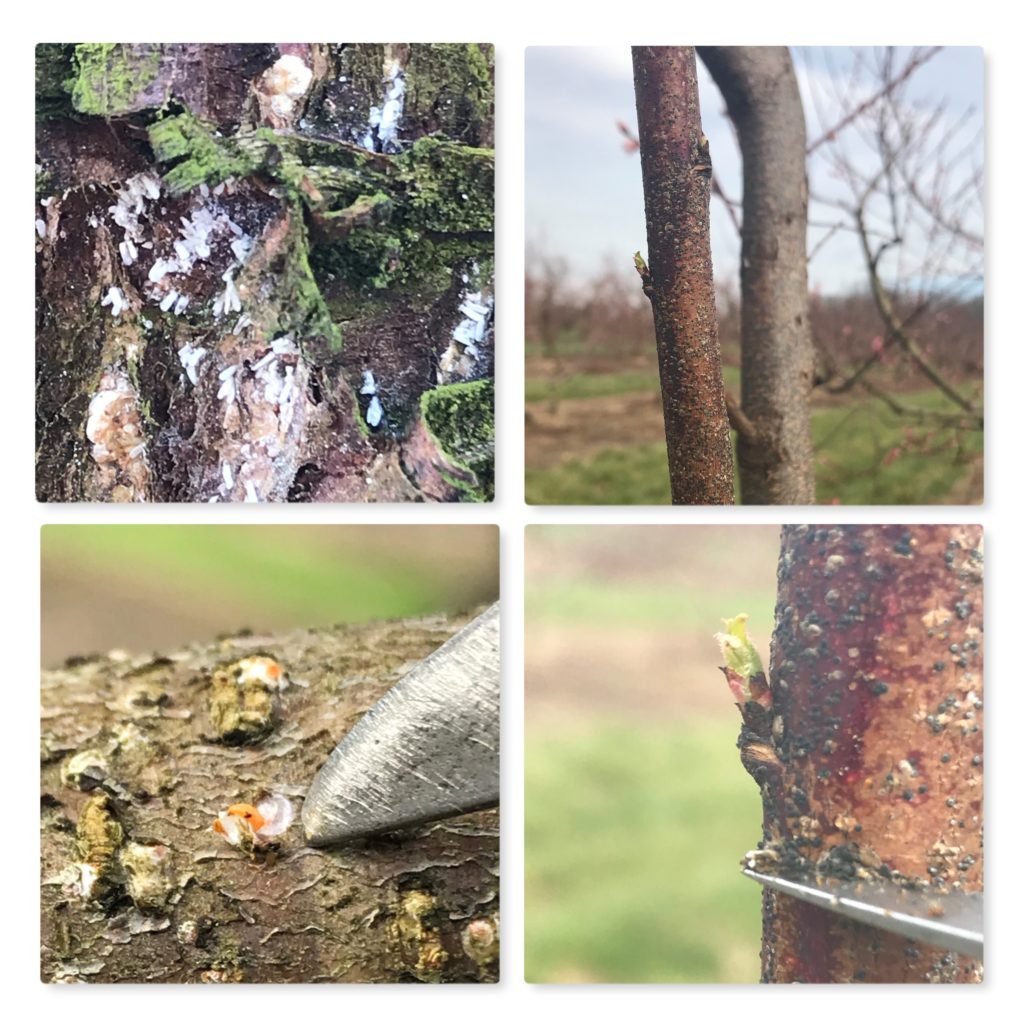 Tree Fruit IPM Report for March 31, 2020 — Plant & Pest Advisory