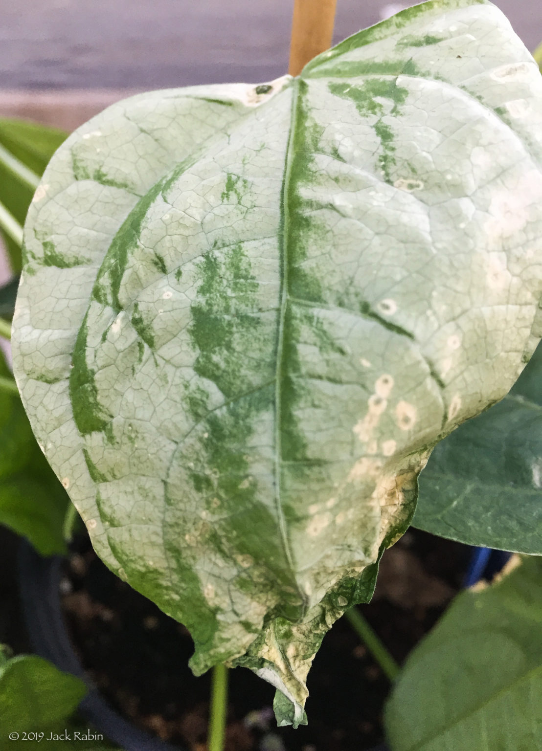 Recognizing cold injury in spring crops — Plant & Pest Advisory