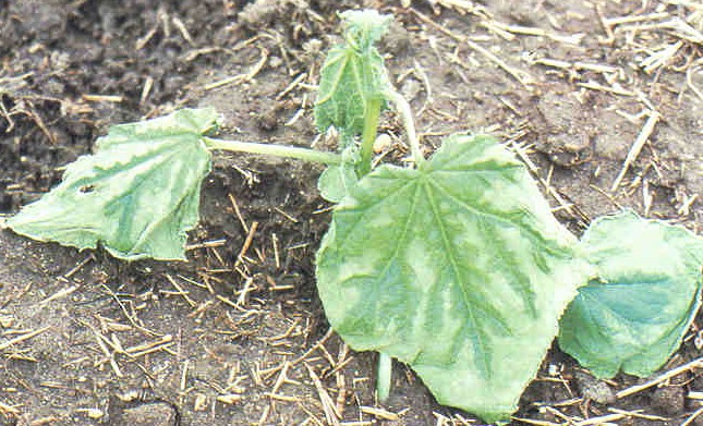 Recognizing cold injury in spring crops — Plant & Pest Advisory