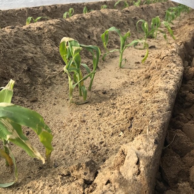 Recognizing cold injury in spring crops — Plant & Pest Advisory