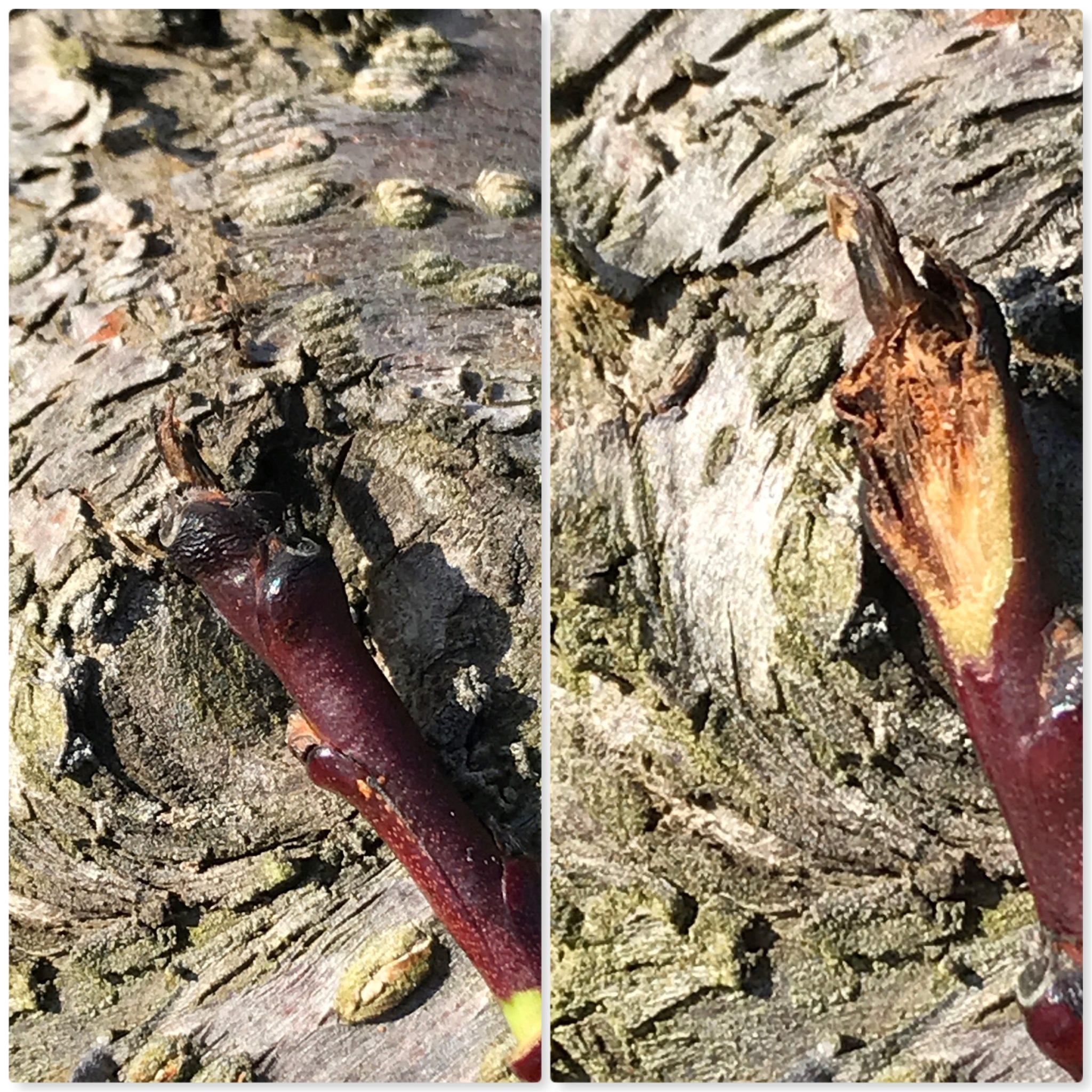 What to Look for At Bloom: Cankers of Stone fruit. — Plant & Pest Advisory