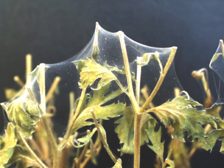 Nursery update; focus on warm season spider mites — Plant & Pest Advisory