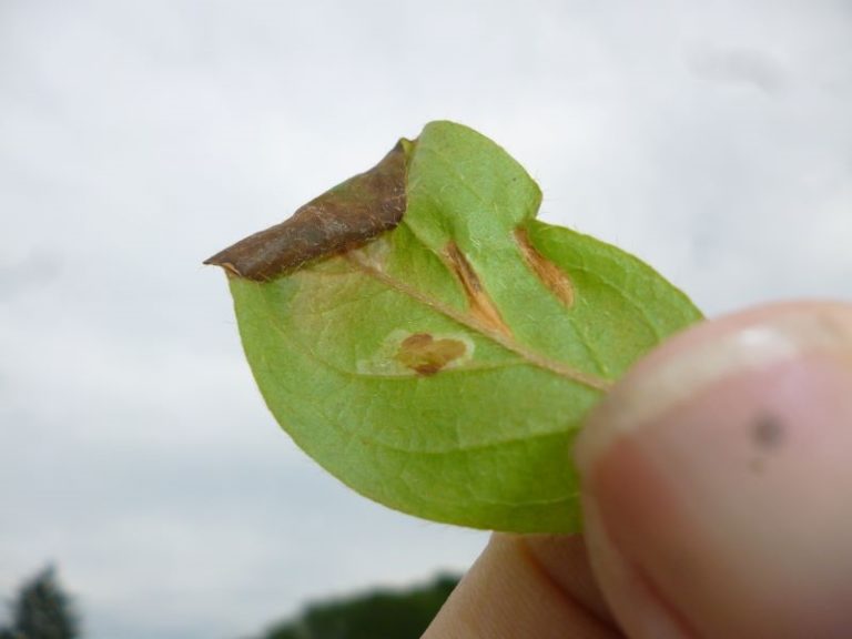 Azalea Leafminer: A Commonly Unrecognized Azalea Pest Problem — Plant ...