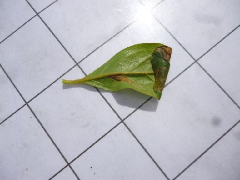 Azalea Leafminer: A Commonly Unrecognized Azalea Pest Problem — Plant ...